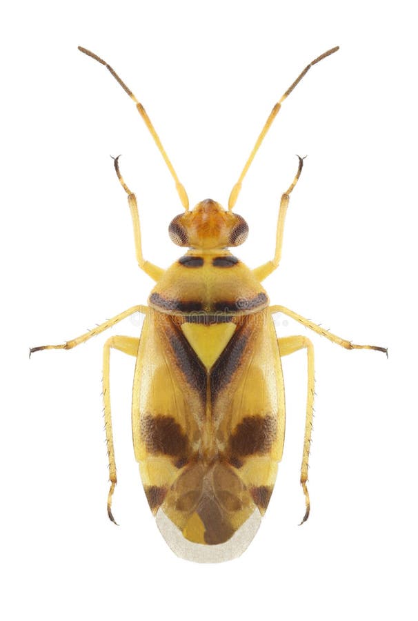 Orthops Kalmii Stock Photos - Free & Royalty-Free Stock Photos from ...