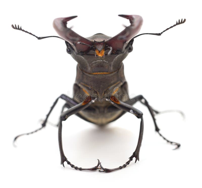 Bug Oryctes Nasicornis stock image. Image of horn, nasicornis - 194360993