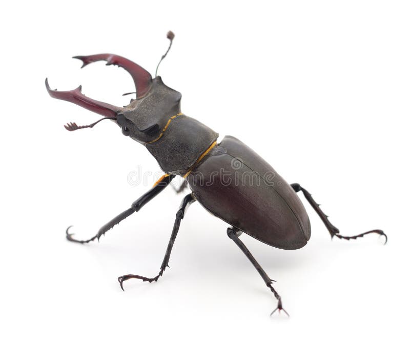 Bug Oryctes Nasicornis stock image. Image of isolated - 206687225