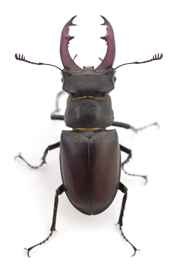 Bug Oryctes Nasicornis stock image. Image of insects - 256364415