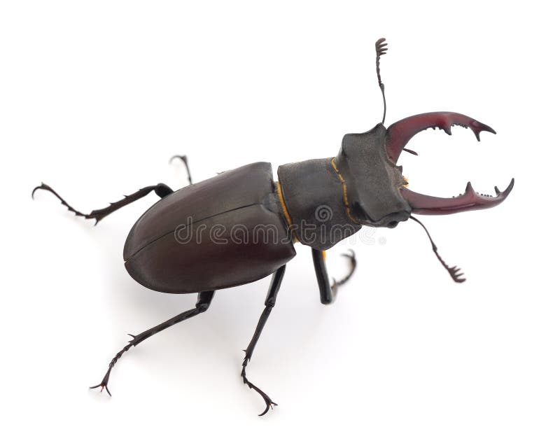 Bug Oryctes Nasicornis stock image. Image of brown, nasicornis - 266014941