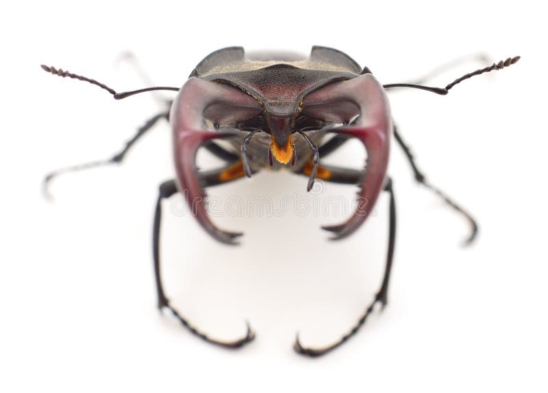 Bug (Oryctes Nasicornis stock image. Image of wildlife - 292186287