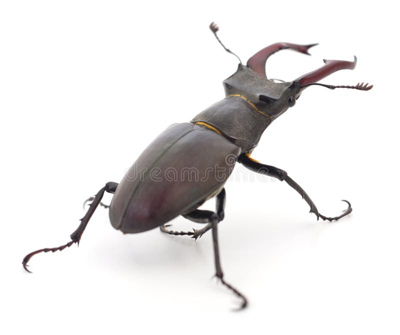 Bug (Oryctes Nasicornis stock image. Image of wild, studio - 307914559