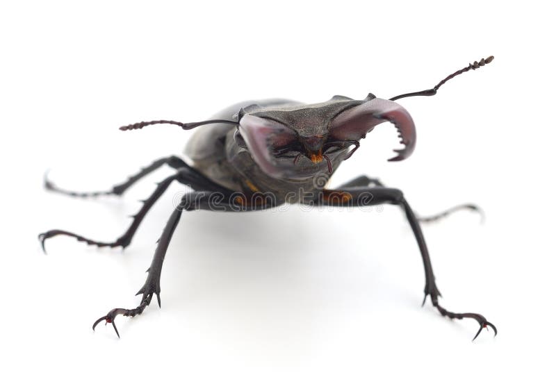 Bug (Oryctes Nasicornis stock photo. Image of isolated - 392158554