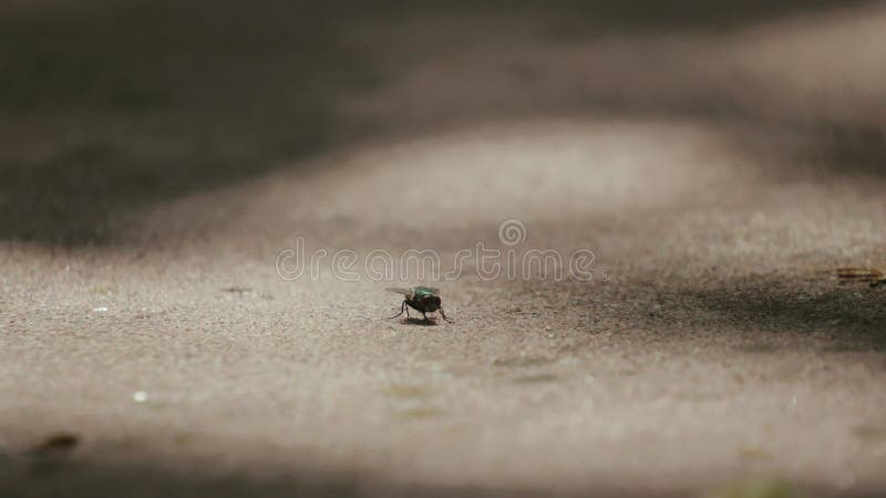 House Fly Outside on Concrete Stock Footage - Video of nature, insect ...