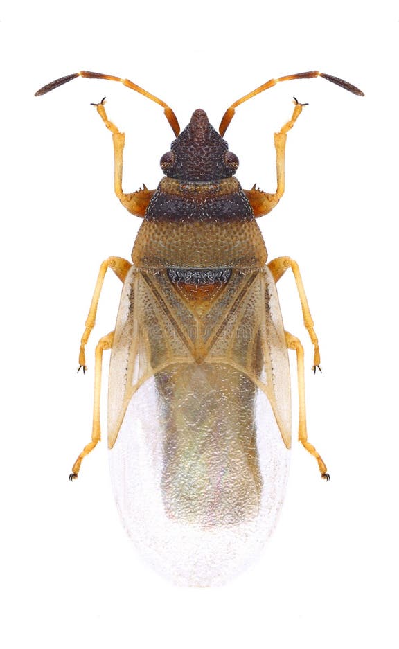 Bug Oxycarenus pallens stock photo. Image of invertebrate - 87717432