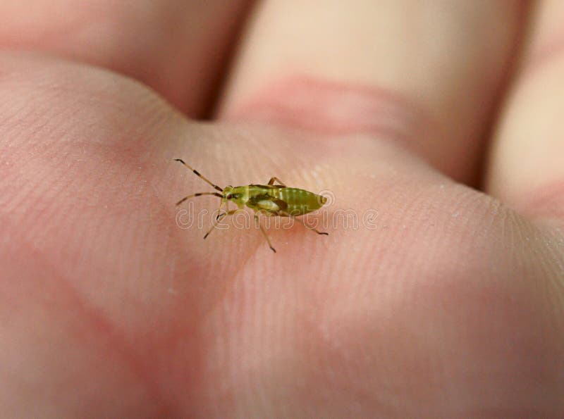 Bug on palm of hand stock photo. Image of nail, palm - 263454228