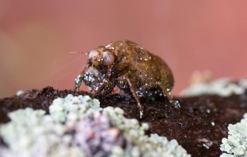 Bug on a palm tree stock photo. Image of palm, africa - 158624266