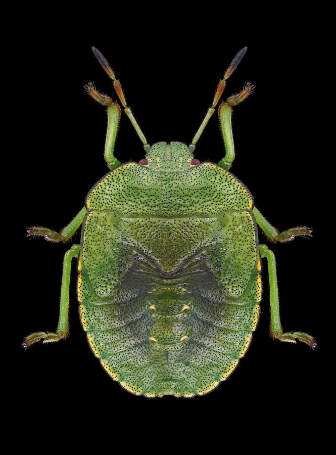 Eublemma Purpurina stock photo. Image of purpur, black - 1640438