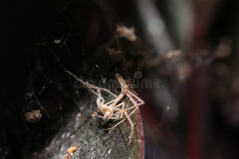 Bug Peg on Spider Web Food of Spider Concept Victim Stock Image - Image ...