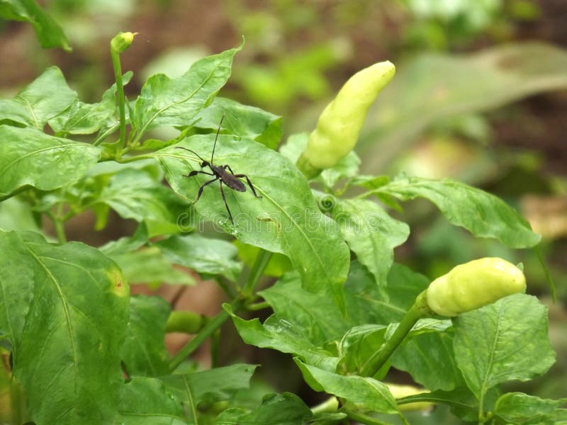 A Bug Perched on the Chili Leaf Stock Image - Image of november, tree ...