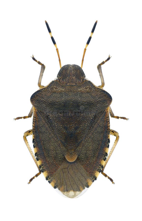 Bug Peribalus strictus stock image. Image of nature, clamber - 95933375