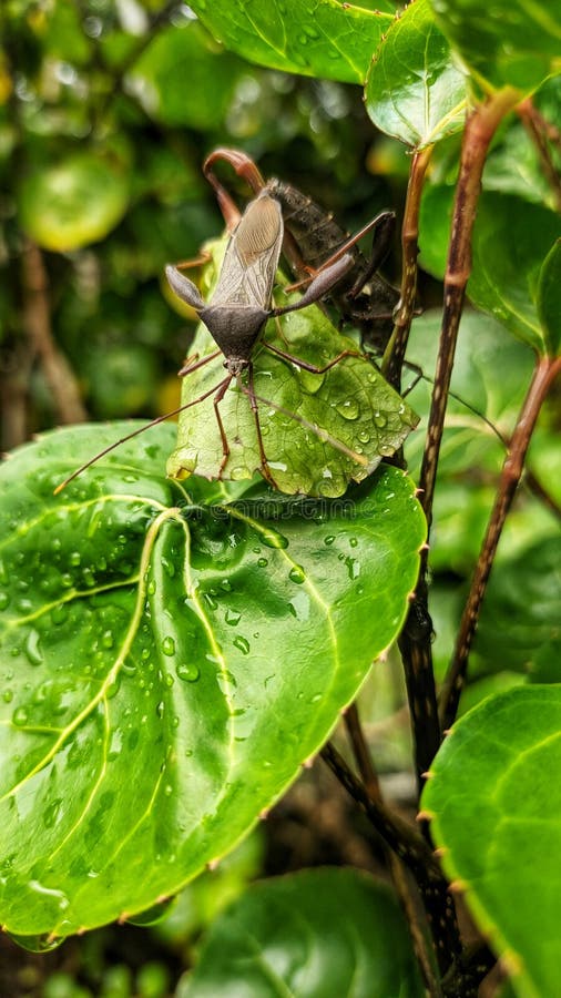 Pests on the Leaves of Eastern Redbud Cercis Canadensis. Cacopsylla ...