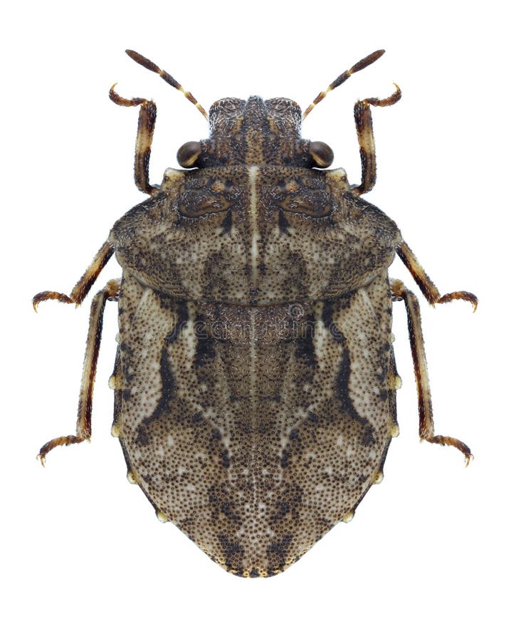 Bug Phimodera Humeralis Stock Photos - Free & Royalty-Free Stock Photos ...
