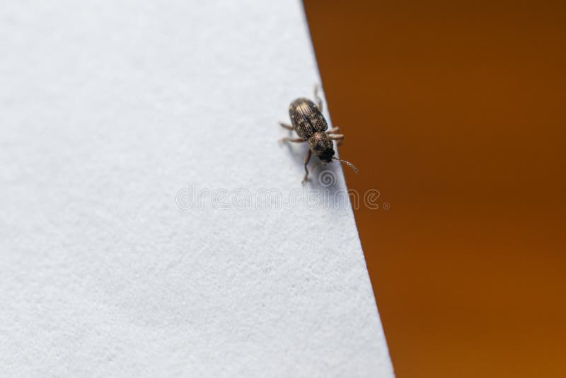 Bug on a piece of paper stock photo. Image of piece - 200194954