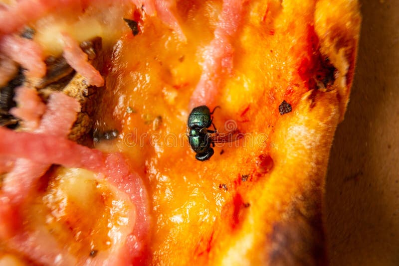 Bug on pizza slice stock image. Image of concept, ingredient - 125110963
