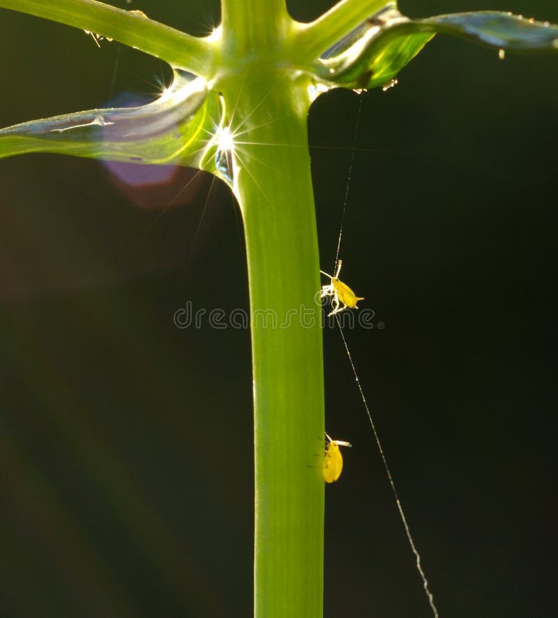 Bug On A Plant Picture. Image: 5044228