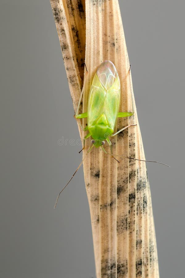 Bug stock image. Image of nature, leaf, background, outdoor - 39070947
