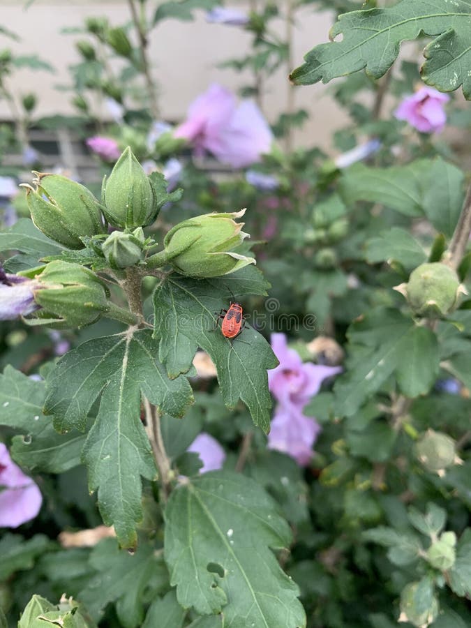 Bug on the plants leaves stock photo. Image of disease - 253420436