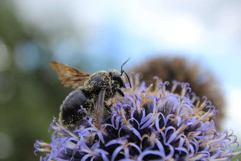 Bug with pollen stock photo. Image of beautiful, purple - 121274326