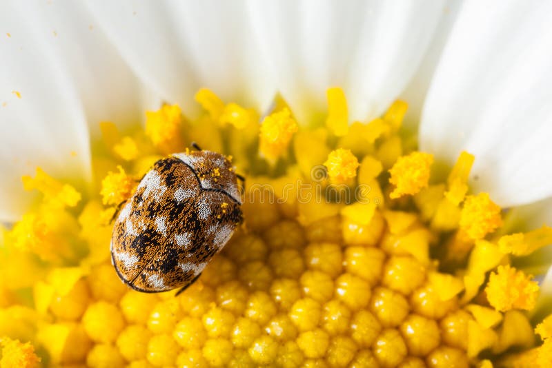 Bug and pollen stock image. Image of life, animalia, anthrenus - 40786033