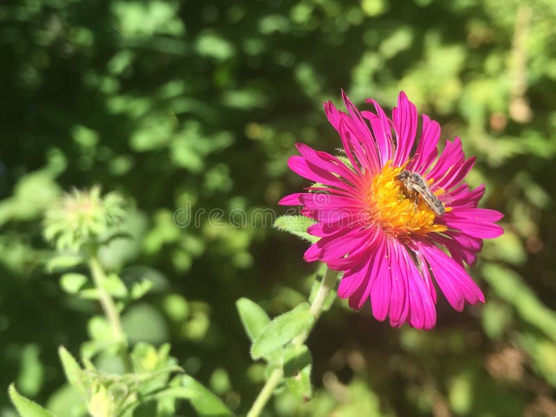 A Bug Pollinating a September Ruby Aster Stock Image - Image of plant ...