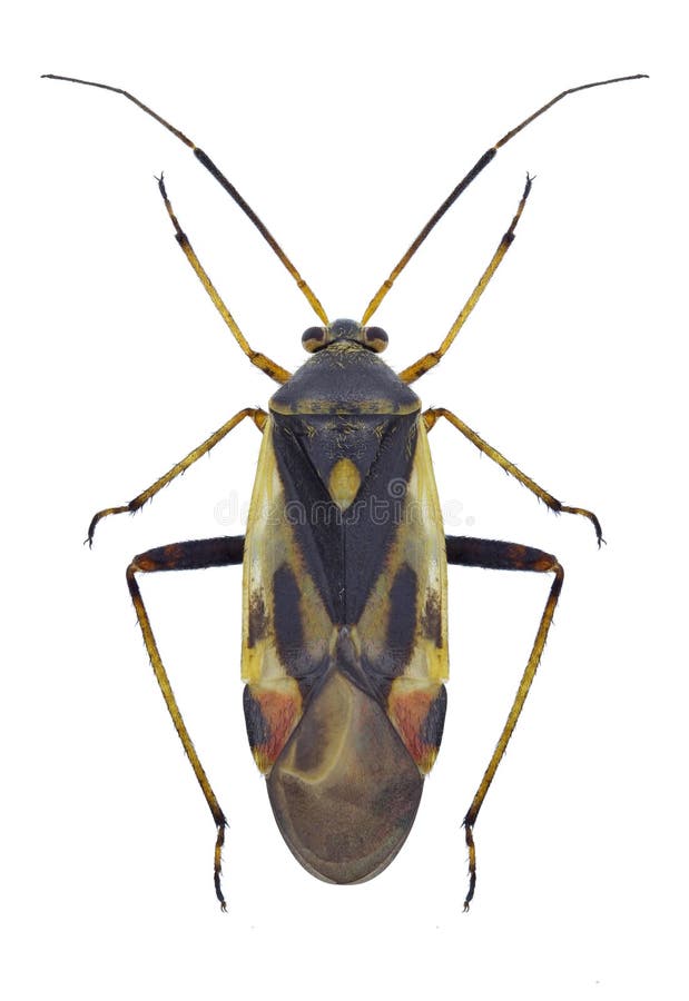 Polymerus Microphthalmus Stock Photos - Free & Royalty-Free Stock ...