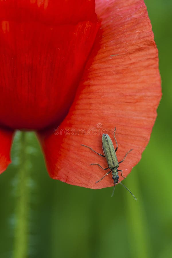 Popy an wheat field stock photo. Image of cloud, poppy - 881230