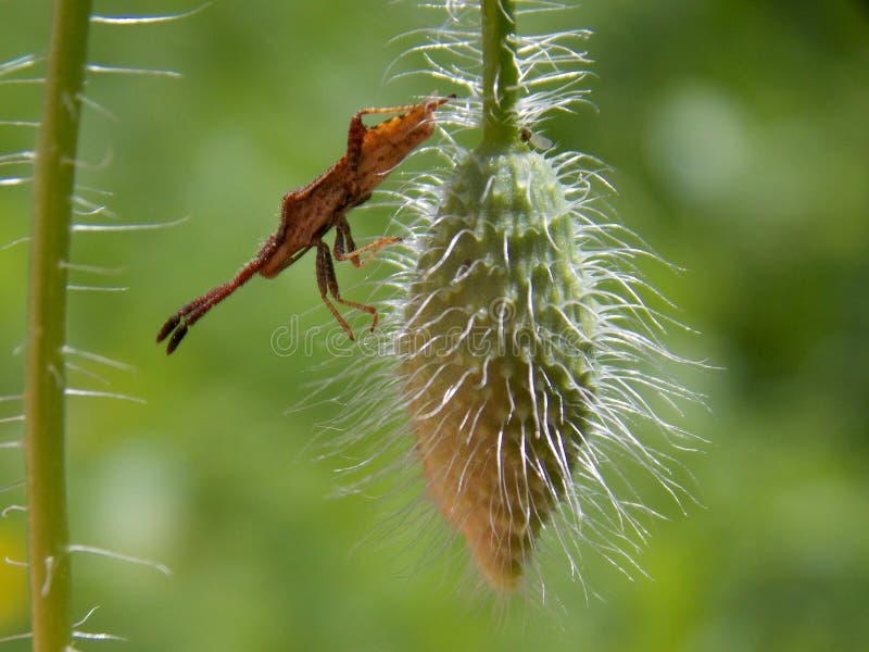 Bug on a poppy bud stock photo. Image of grass, green - 342498120