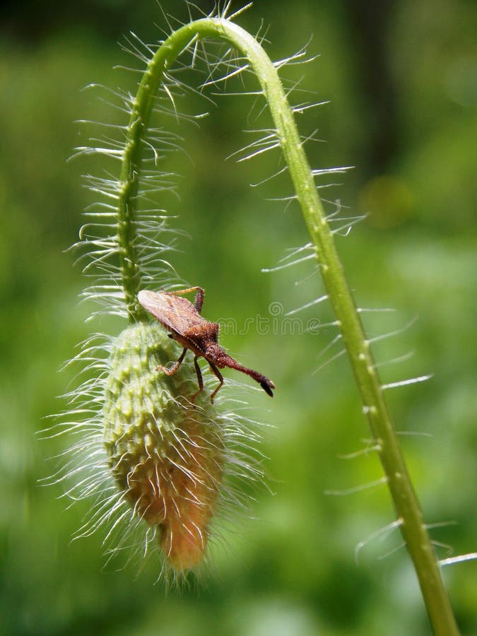 Bug on a poppy bud stock photo. Image of moisture, grass - 342498126