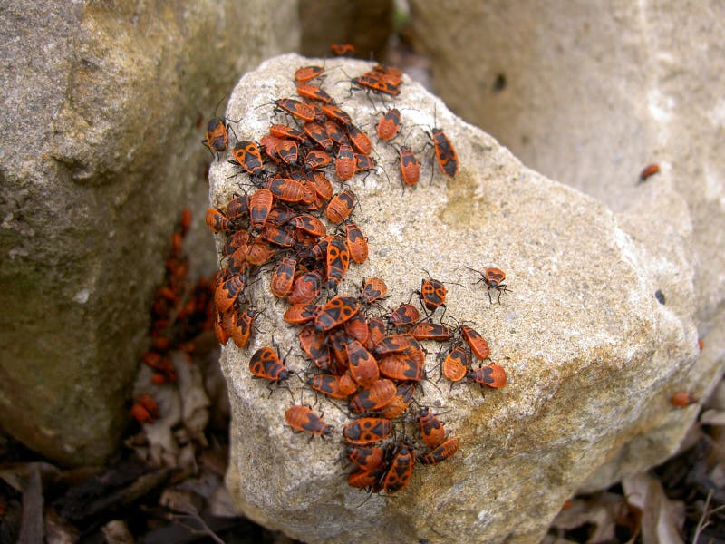 Bug Pyrrhocoris Apterus in Group on Stone Stock Photo - Image of legs ...