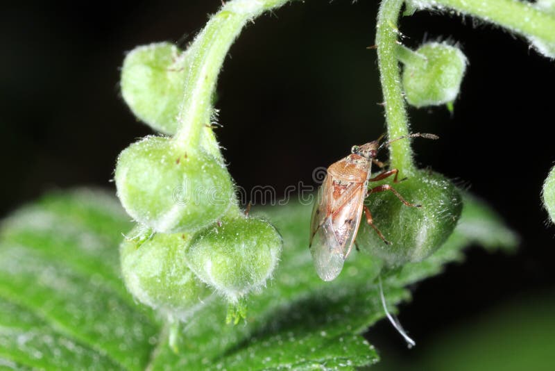 Bug on a Raspberry Plant in the Garden. Stock Photo - Image of ...