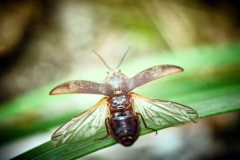 Bug Ready To Fly Sitting on the Grass Stock Image - Image of grass ...