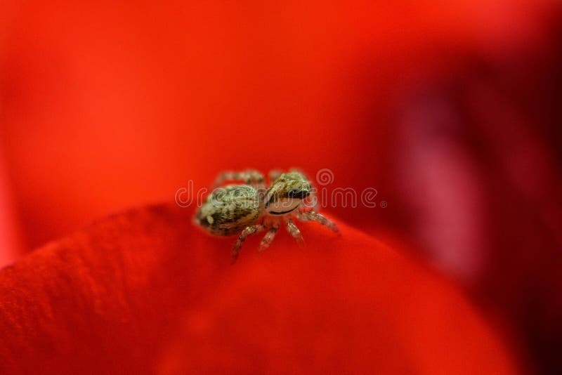 Bug on a red flower stock image. Image of macro, nature - 76046871