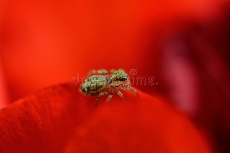 Bug Looks Like Spider Stock Photos - Free & Royalty-Free Stock Photos ...