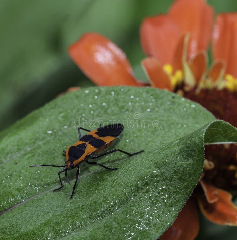 Bug and Red Flower stock image. Image of spots, macro - 44747457