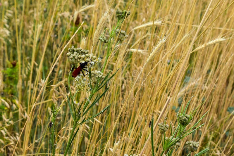 Bug with Red Wings on a Flower Stock Image - Image of field, flower ...