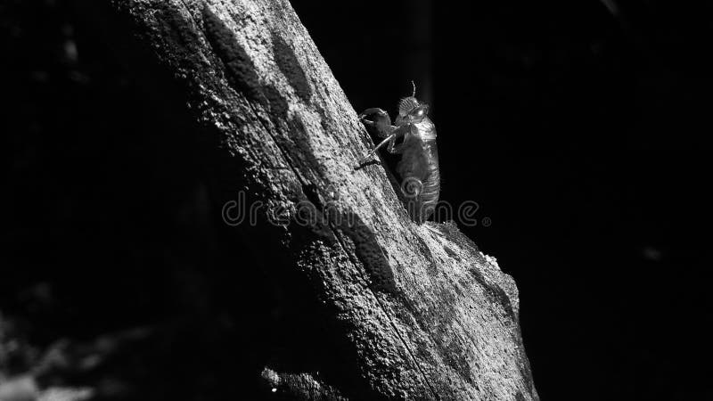 Bug stock image. Image of skeleton, colossal, remains - 99140631