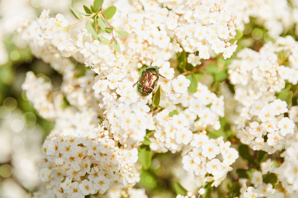 Bug Resting on White Flower Stock Photo - Image of insect, invertebrate ...