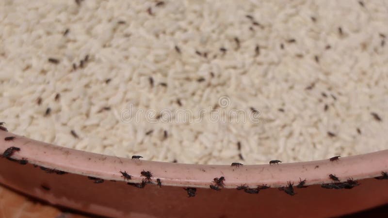 Bug on rice. Rice amelon stock video. Video of cereal - 326566985