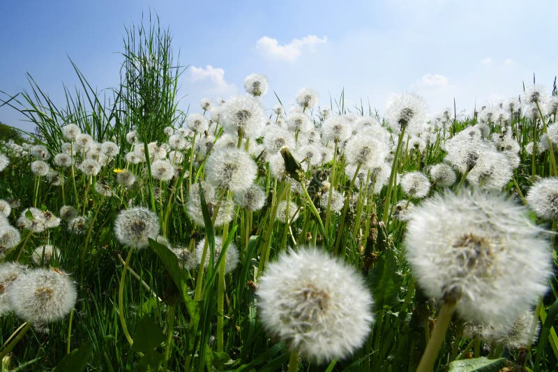Field of dandelions stock photo. Image of flowers, grass - 109681290