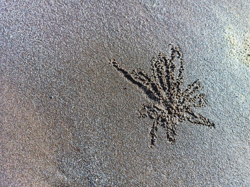 A bug on sand stock image. Image of beach, travel, nature - 200263033