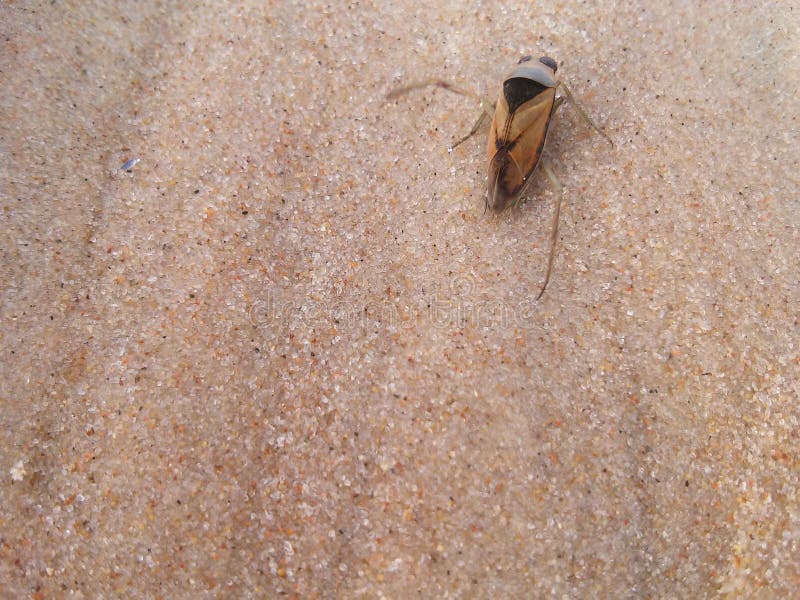 Bug on sand stock image. Image of beach, branch, whiskers - 80906039