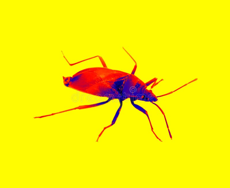 Bug in Scientific High-tech Thermal Imager Stock Image - Image of ...