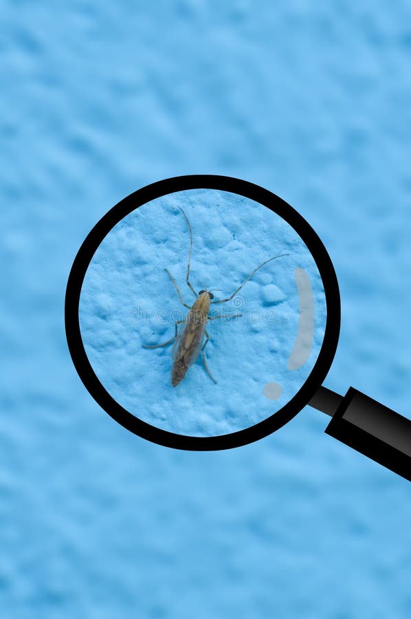 Bug on Search Magnifying Glass Stock Image - Image of animal, wall ...