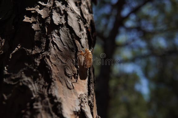 A bug shell left on a tree stock photo. Image of small - 238509694