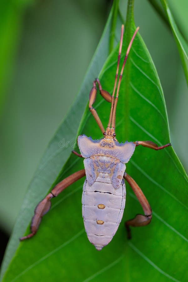 Bug Shield Larva of the Genus Prionolomia Standing on a Tree Leaf ...