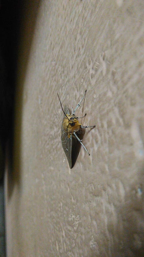 Bug shot on MI Max 2 stock image. Image of shot, parinda - 162387857