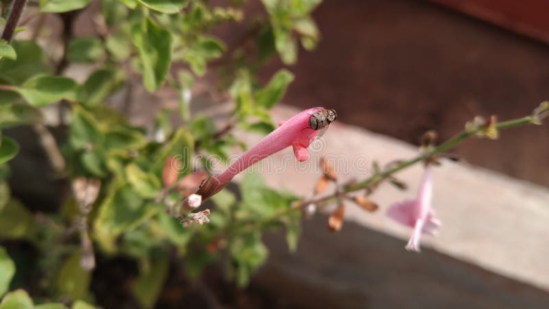 A Bug Sitting on a Flower that is in a Bush Stock Image - Image of leaf ...
