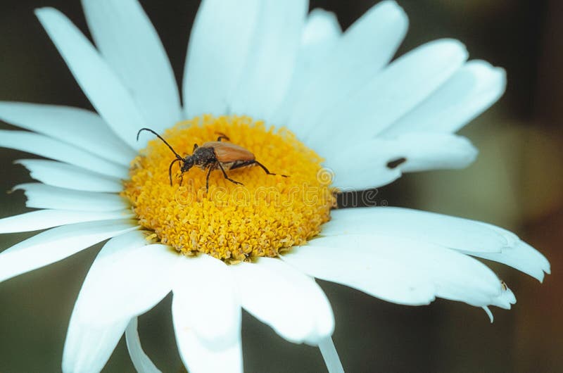 A Bug Sitting on a Flower by Itself in the Sun Stock Photo - Image of ...
